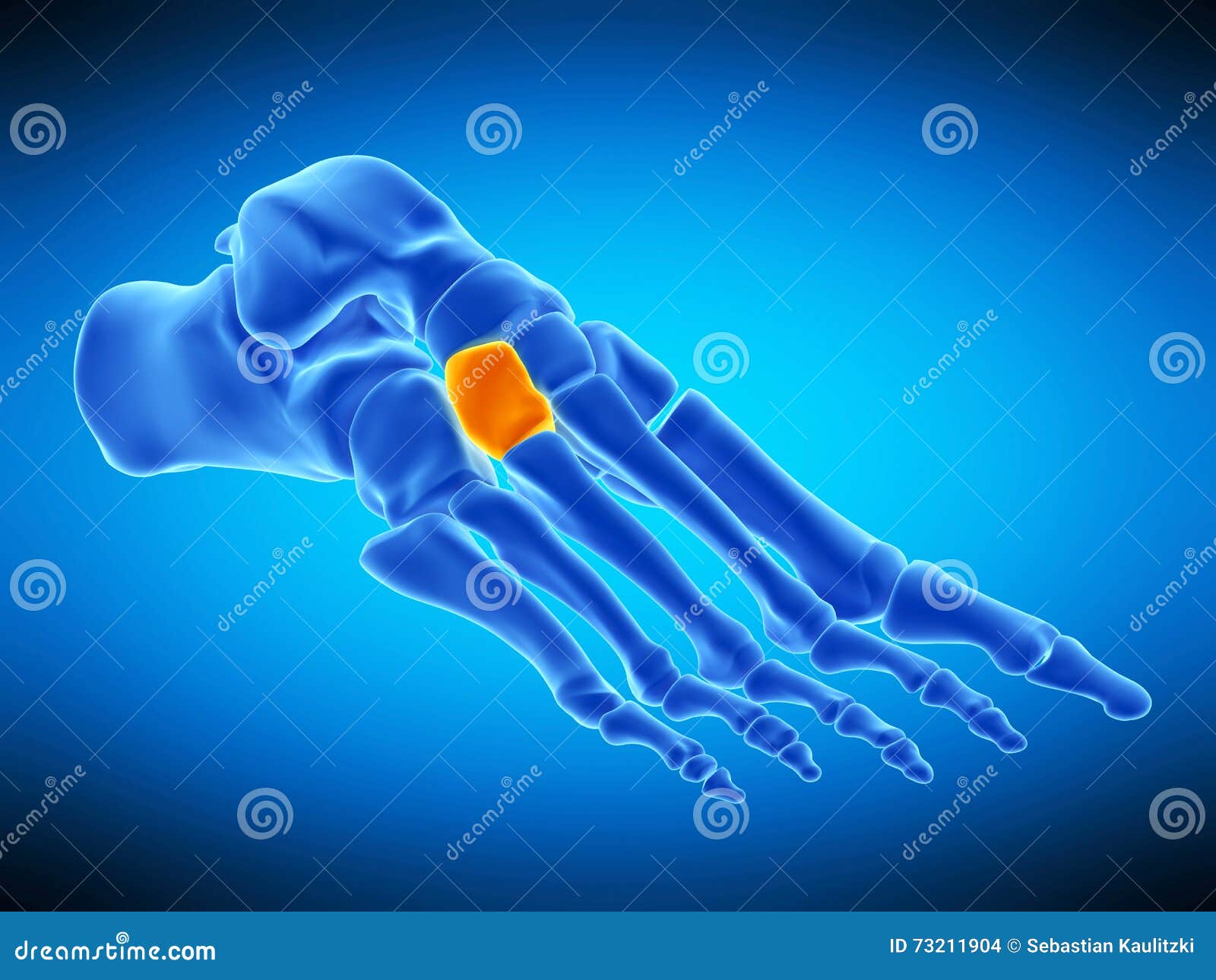 The lateral cuneiform bone stock illustration. Illustration of foot ...