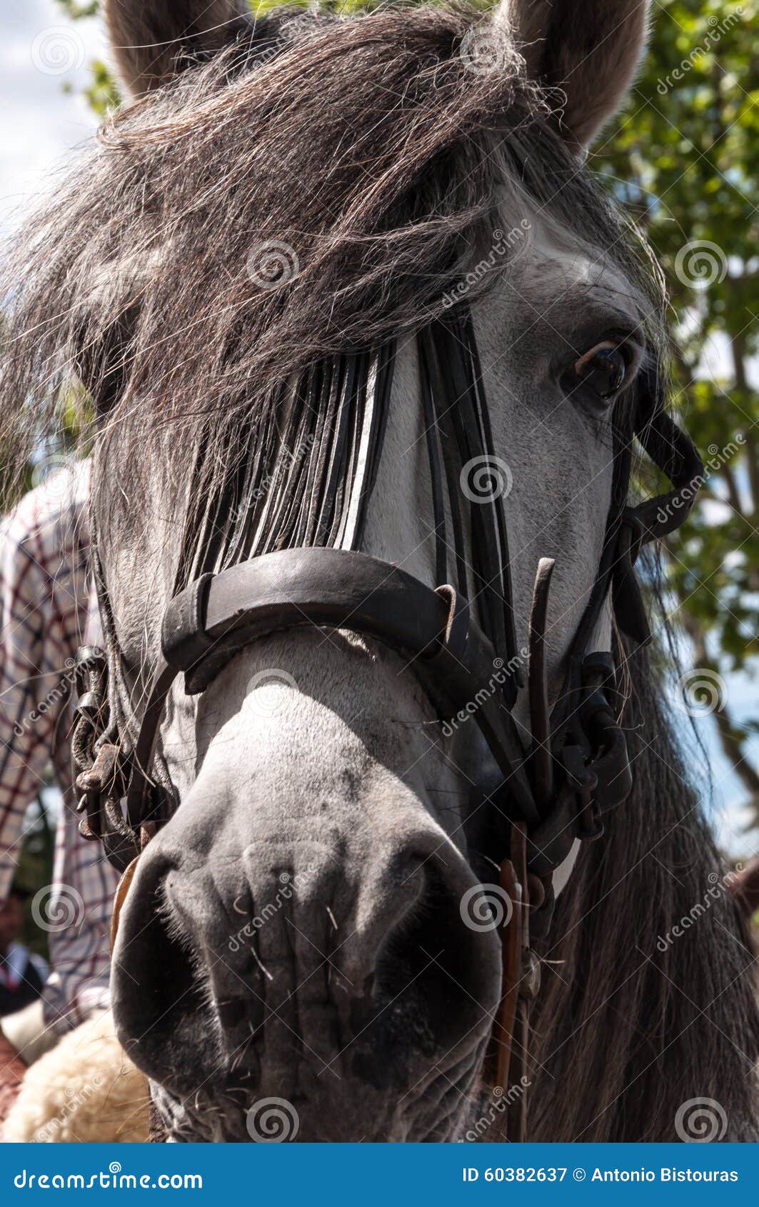 Cara Lateral Del Caballo