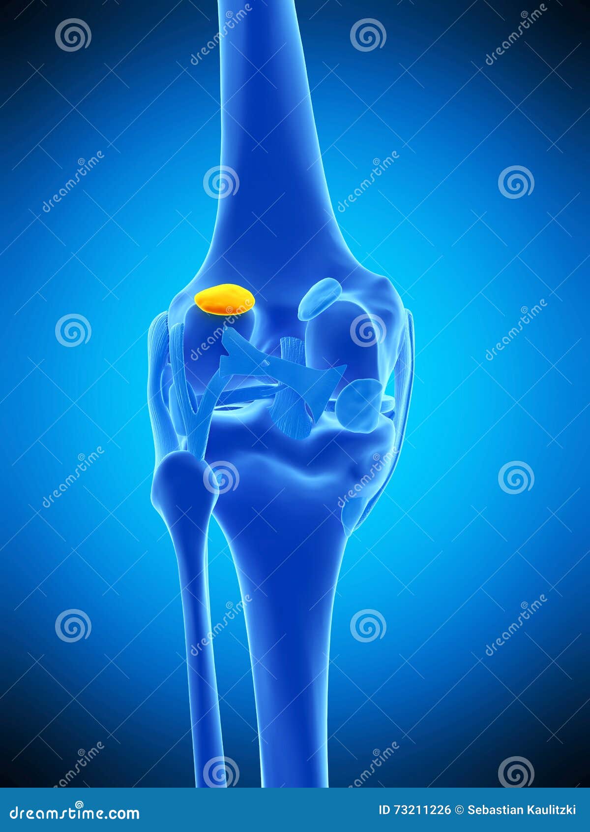 The Lateral Gastrocnemius Bursa Stock Illustration - Illustration of ...