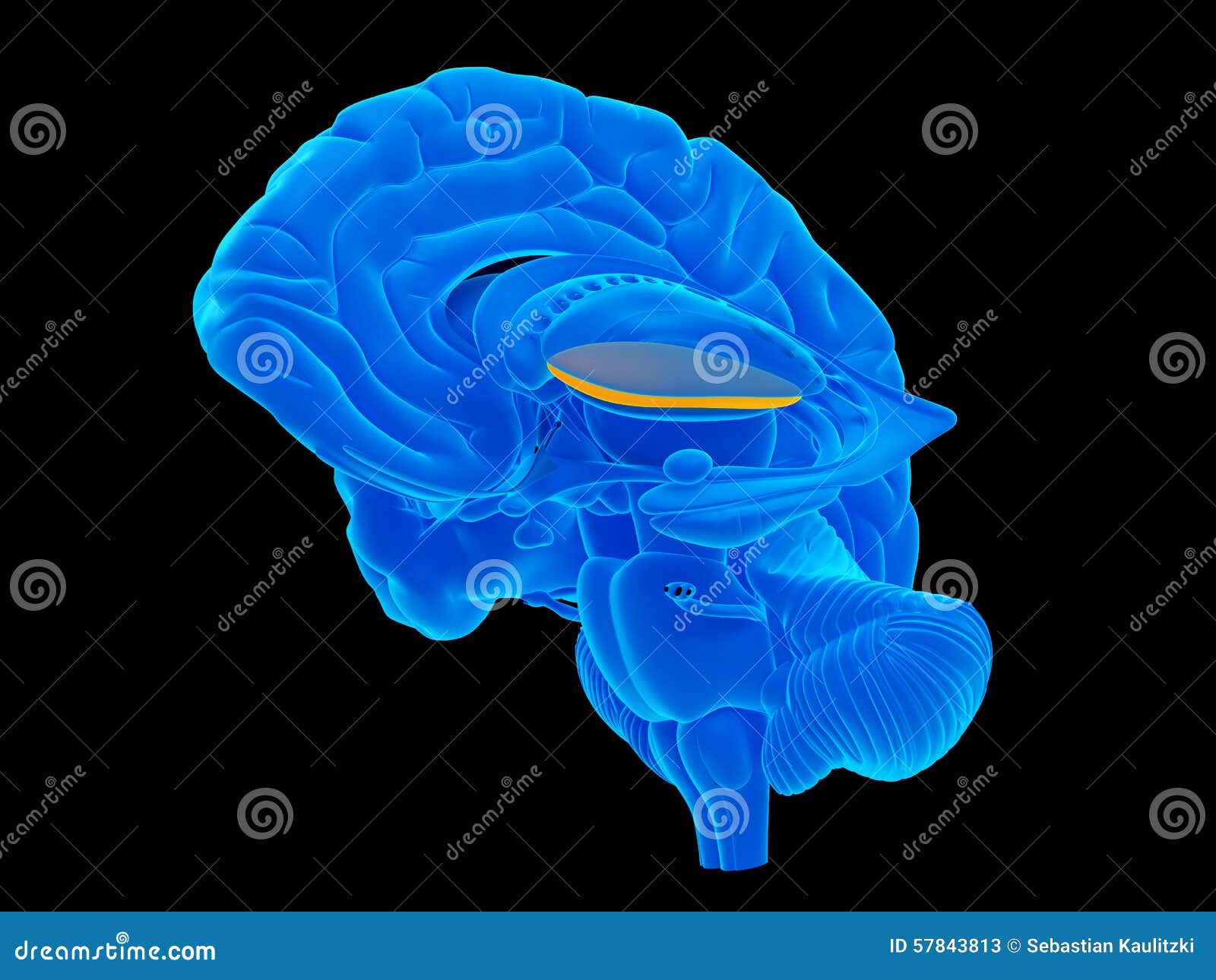 The Lateral Globus Pallidus Stock Illustration - Illustration of ...