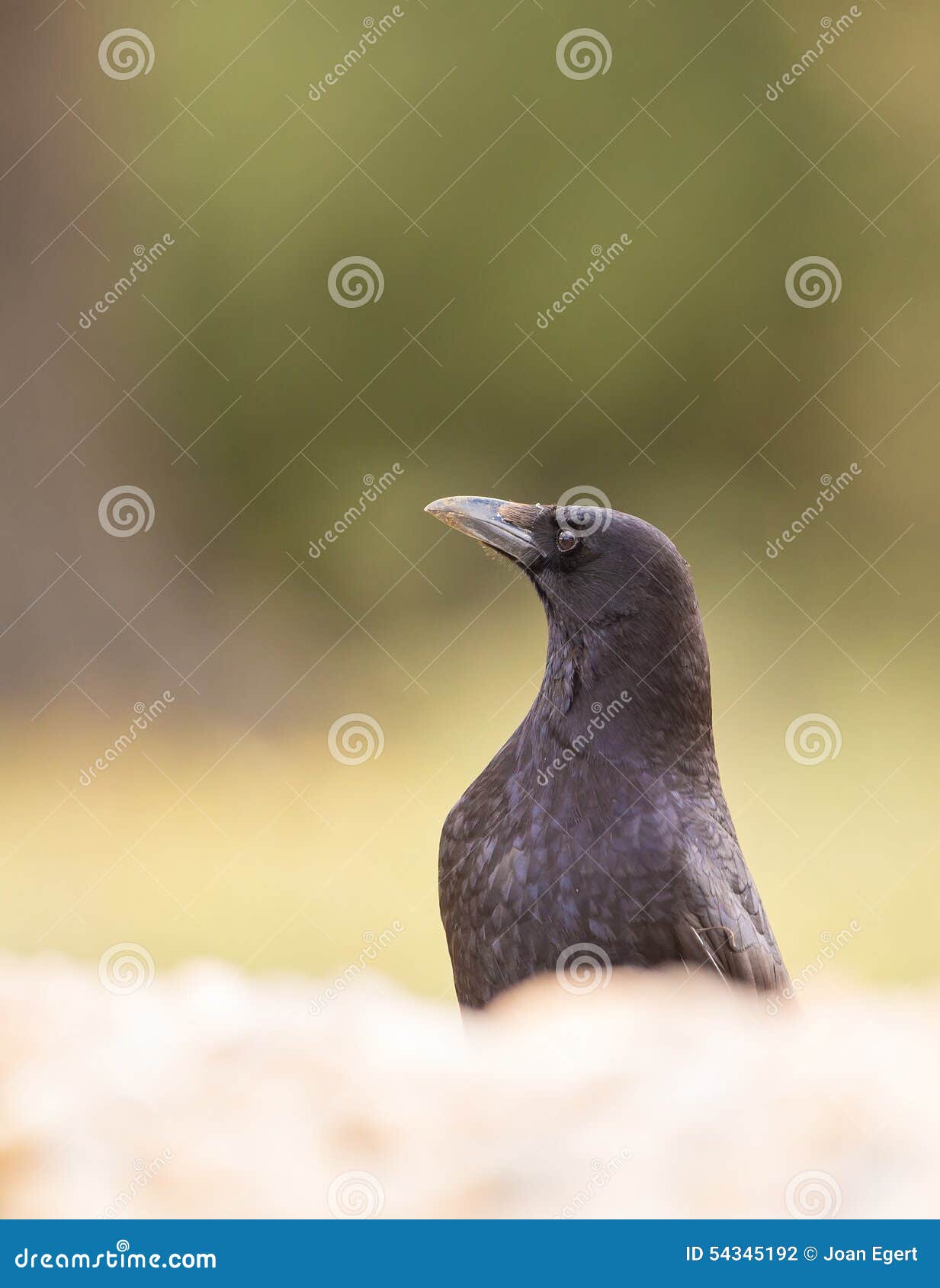 Lateral Head-shot of Common Raven Stock Photo - Image of long, lateral ...