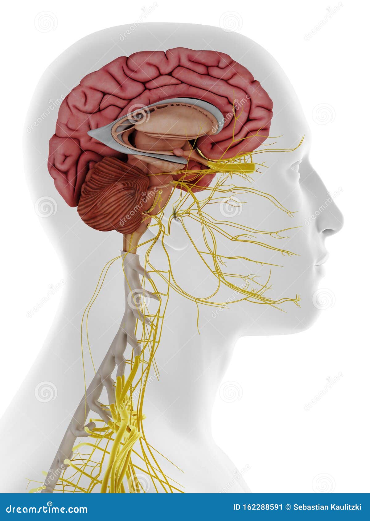 The Internal Brain Anatomy Royalty-Free Cartoon | CartoonDealer.com ...