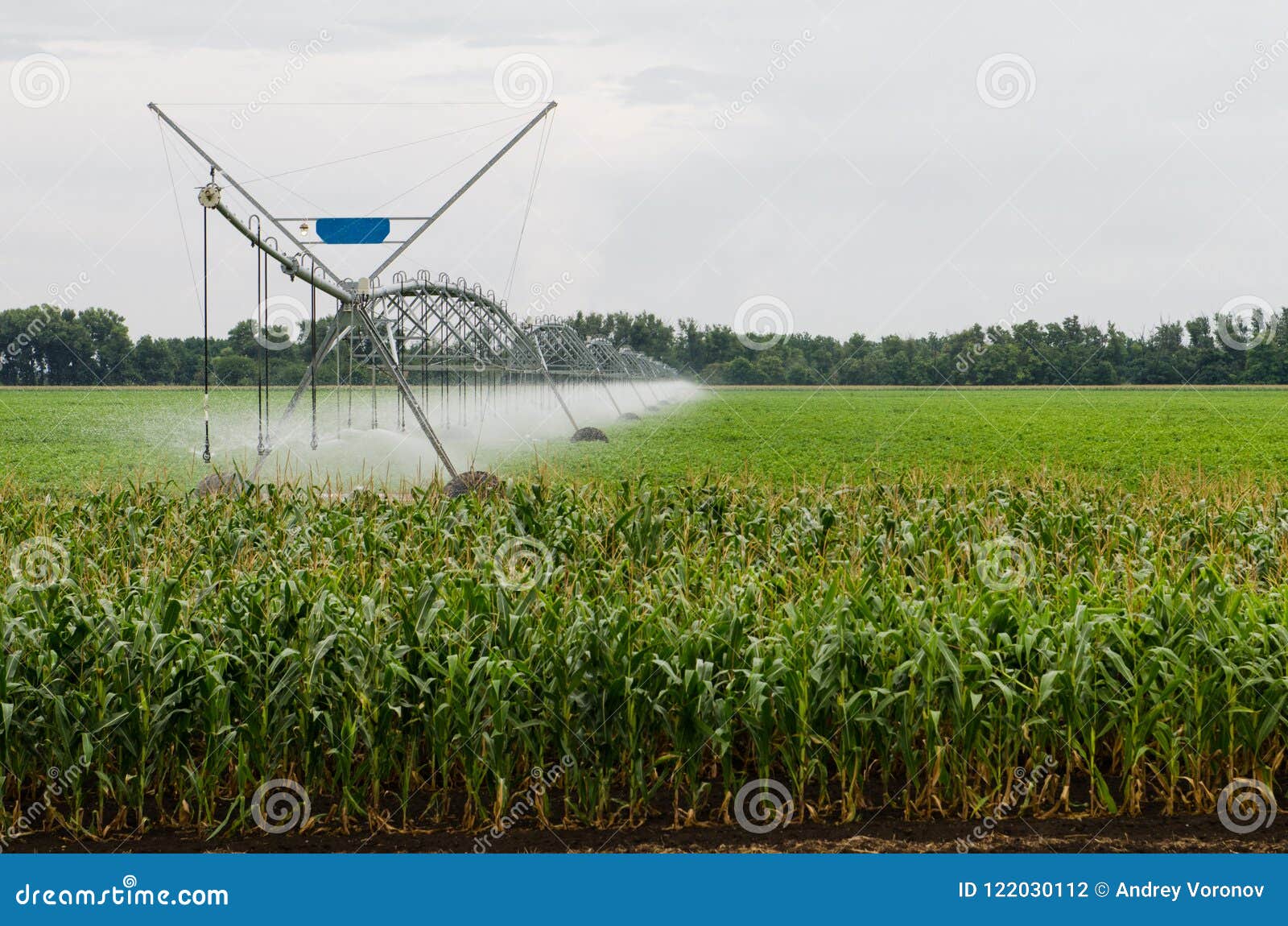 Lateral Move Irrigation System on a Cornfield Stock Photo - Image of ...