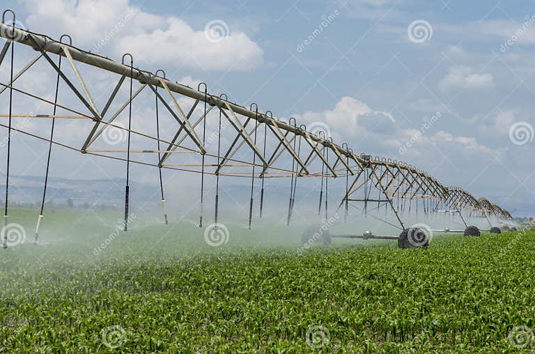 Lateral Move Irrigation System Stock Image - Image of environment, farm ...