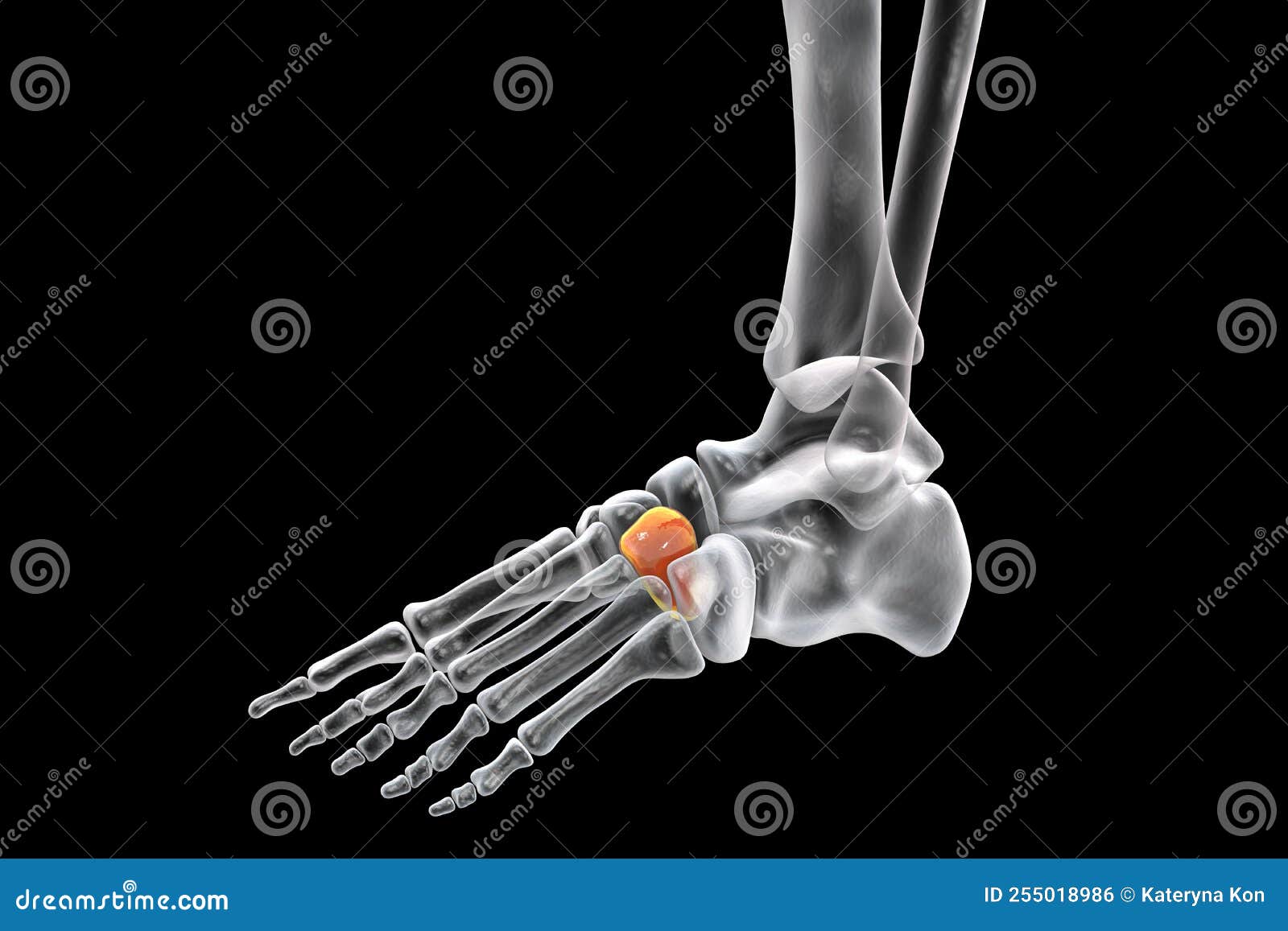 Intermediate Cuneiform Bone of the Foot, 3D Illustration Stock ...