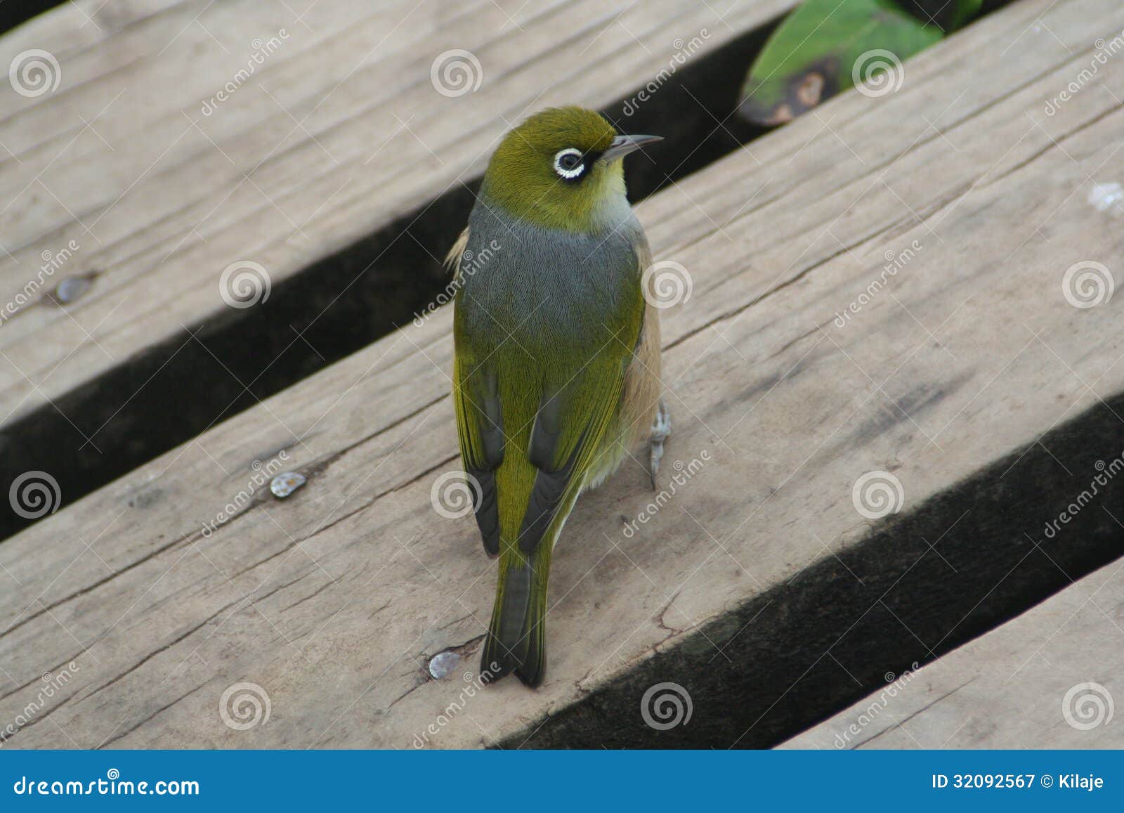 Lateralis de Zosterops imagem de stock. Imagem de olho - 32092567