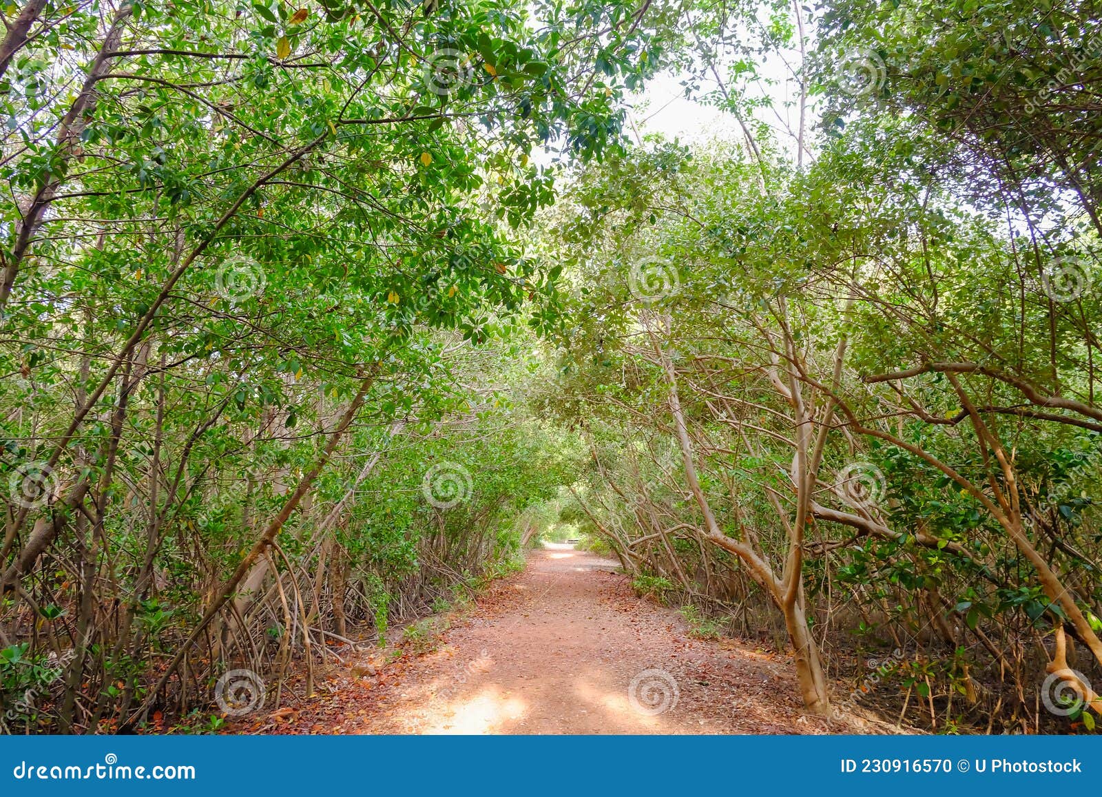 Lateritic Soil Walkway in the Mangrove Stock Photo - Image of forest ...