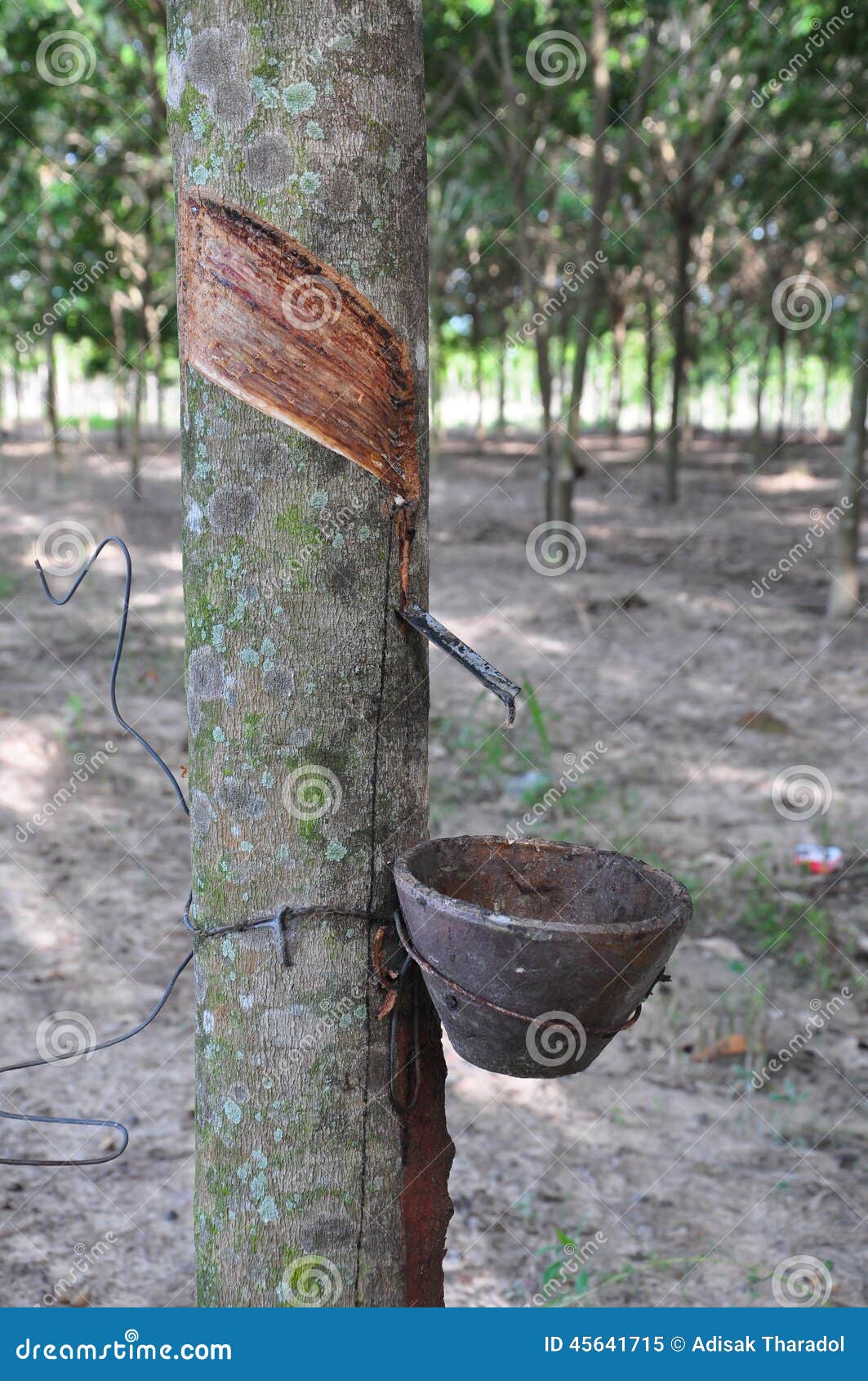 Latex Being Collected from a Tapped Rubber Tree Stock Image - Image of ...