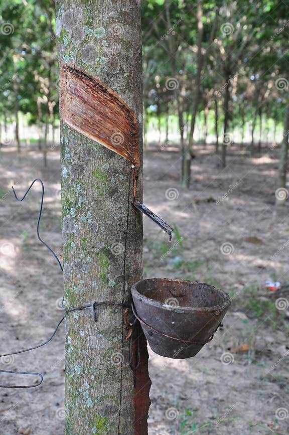 Latex Being Collected from a Tapped Rubber Tree Stock Image - Image of ...