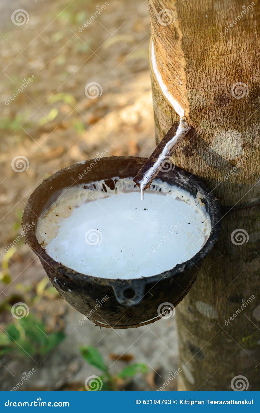 Latex Extracted from Rubber Tree Stock Image - Image of agriculture ...