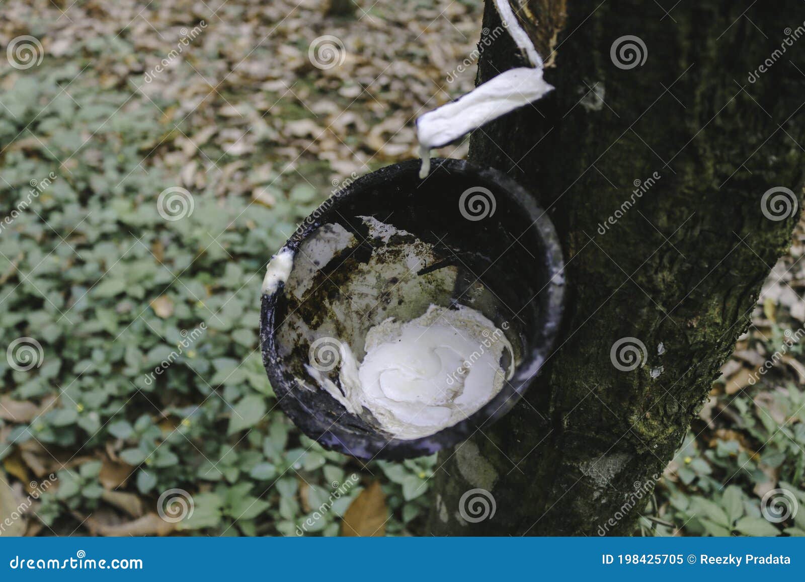 Latex Extracted from Rubber Tree Source of Natural Rubber Stock Image ...