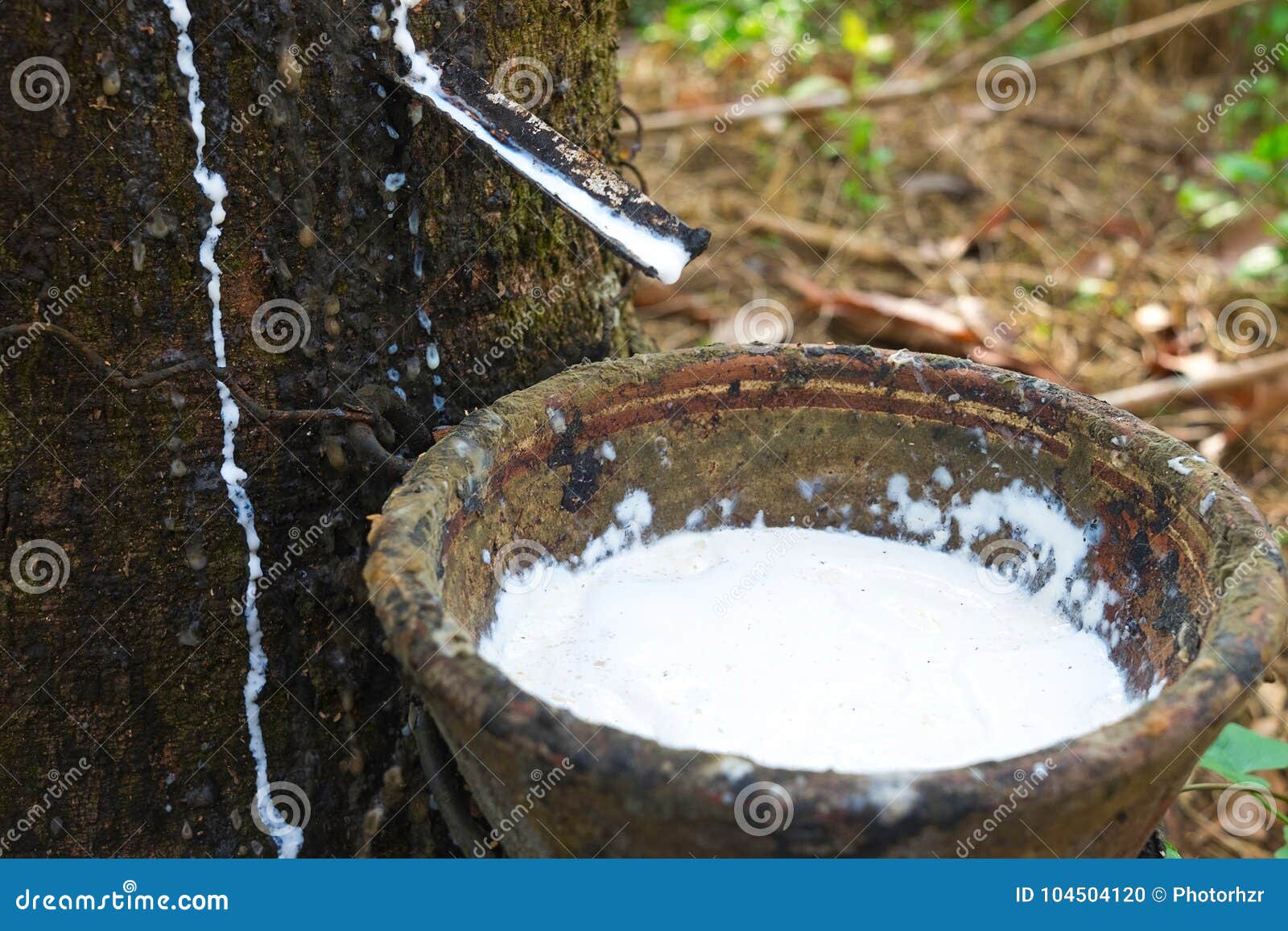 Latex Extracted from Rubber Tree Source of Natural Rubber Stock Photo ...