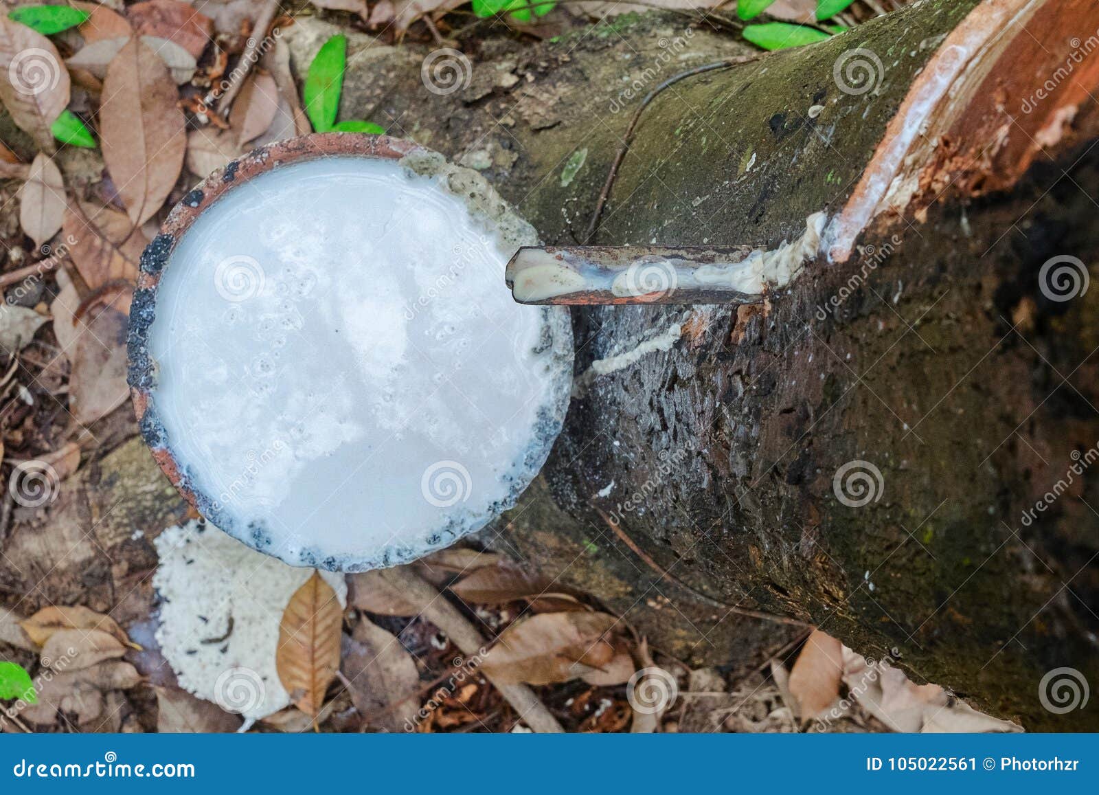 Latex Extracted from Rubber Tree Source of Natural Rubber Stock Image ...