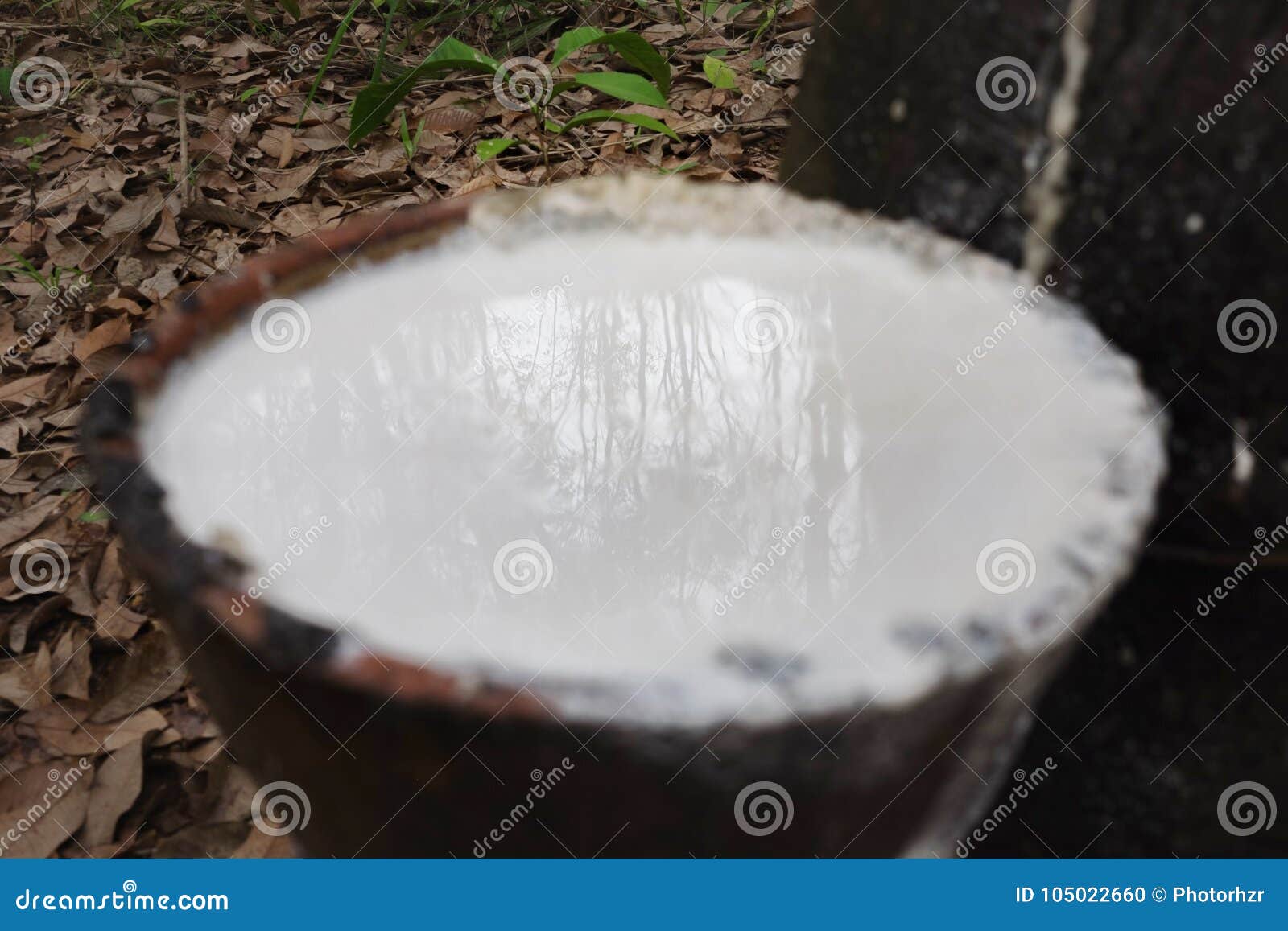 Latex Extracted from Rubber Tree Source of Natural Rubber Stock Photo ...