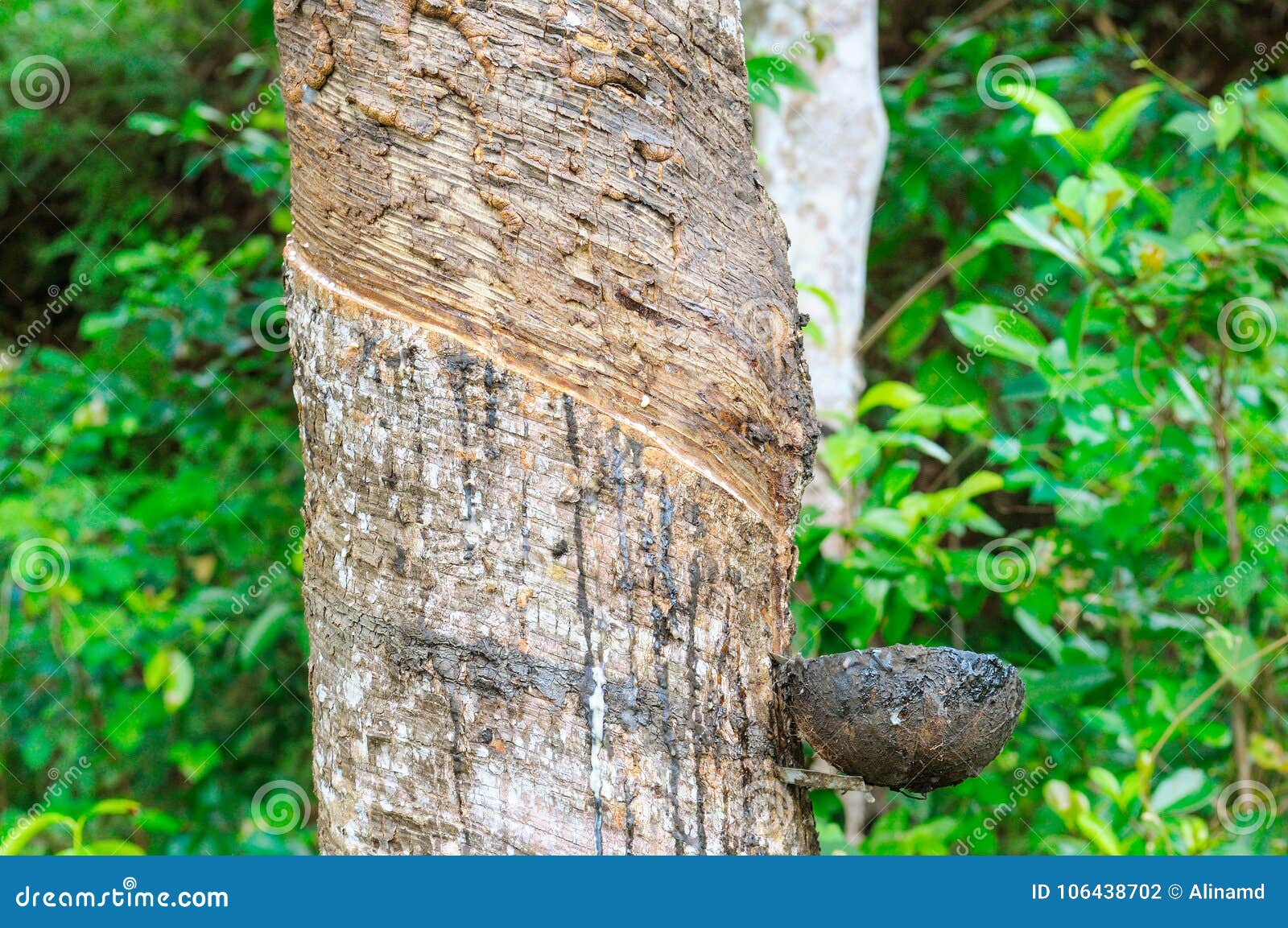 Latex Extracted from Rubber Tree Source of Natural Rubber Stock Photo ...