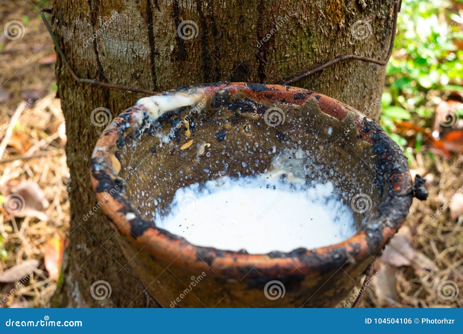 Latex Extracted from Rubber Tree Source of Natural Rubber Stock Photo ...
