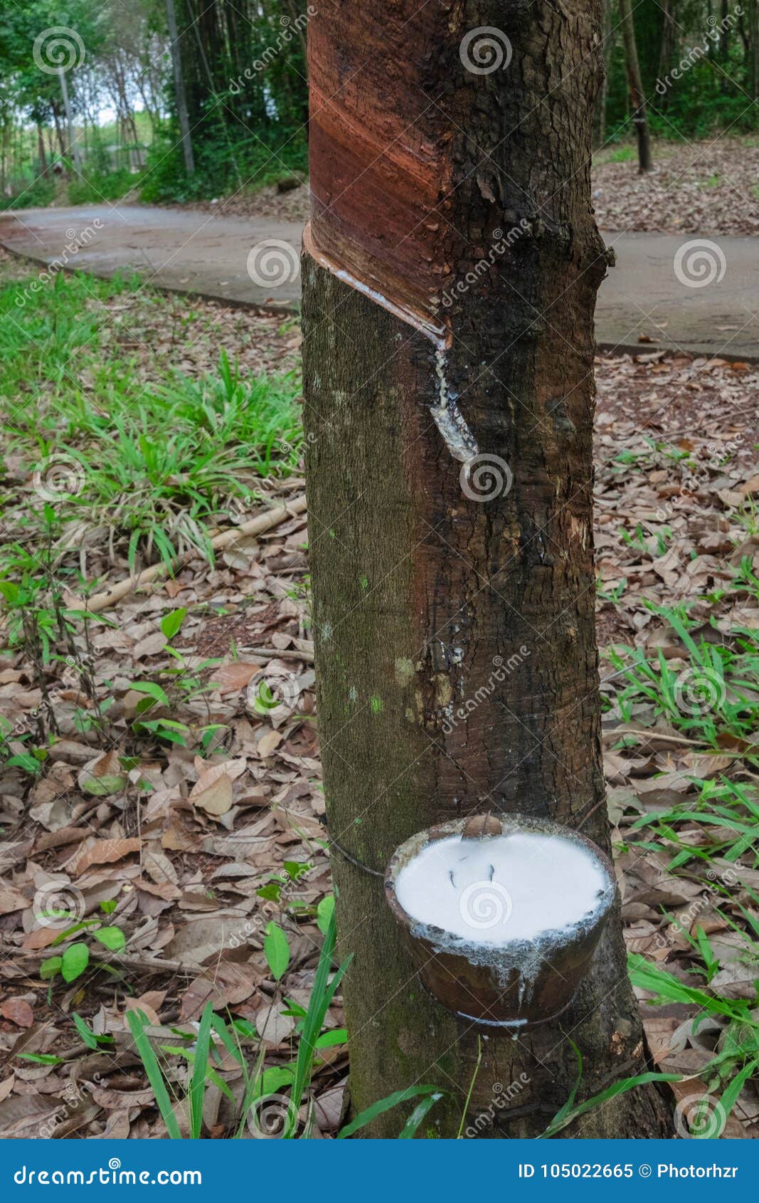 Latex Extracted from Rubber Tree Source of Natural Rubber Stock Image ...