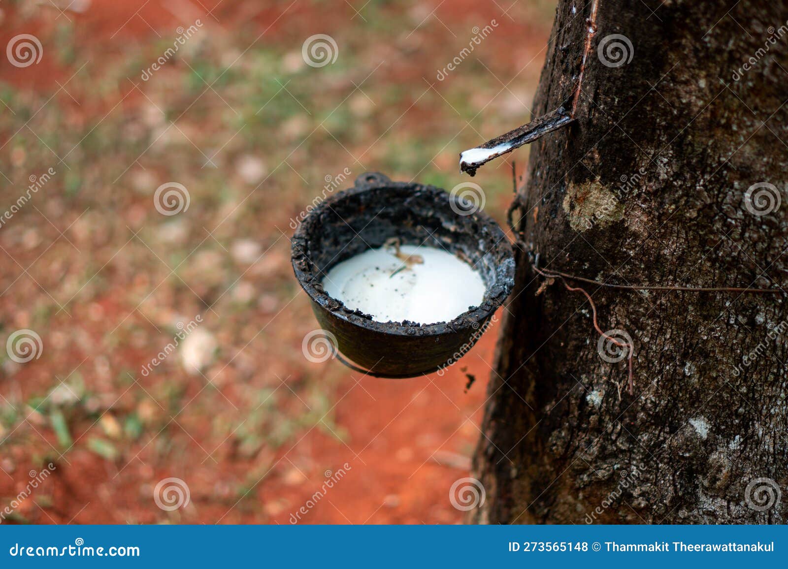 Latex Extracted from Tapped Rubber Tree As a Source of Natural Rubber ...