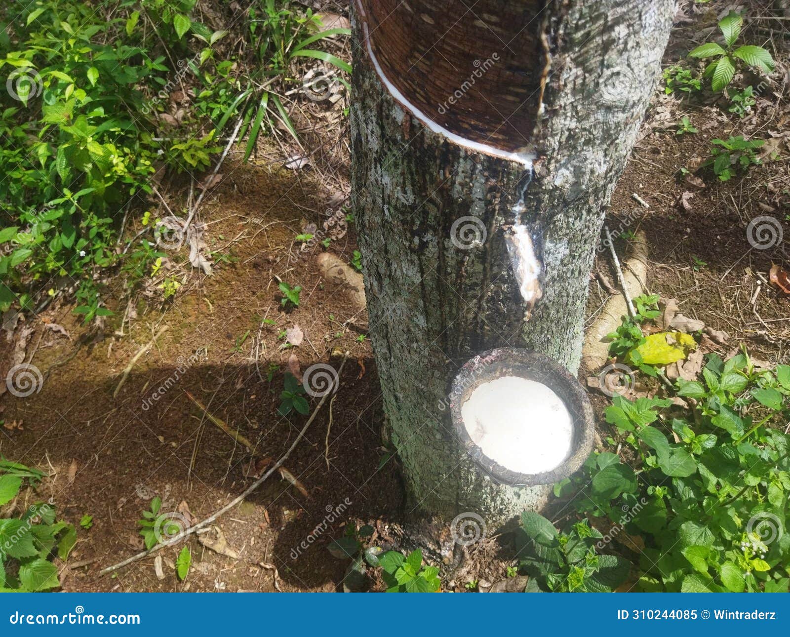 Latex Liquid Rubber Tree in Bowl Stock Image - Image of latex, bowl ...