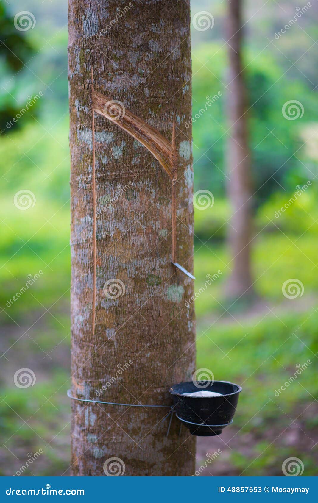 Latex from Natural Rubber Tree Stock Image - Image of tree, bowl: 48857653