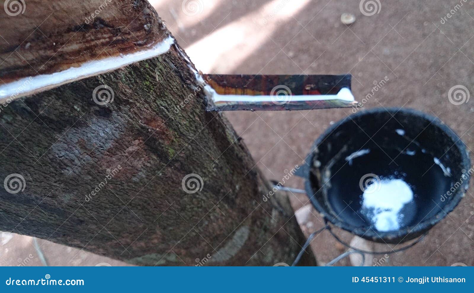 Latex stock image. Image of tree, latex, rubber, product - 45451311