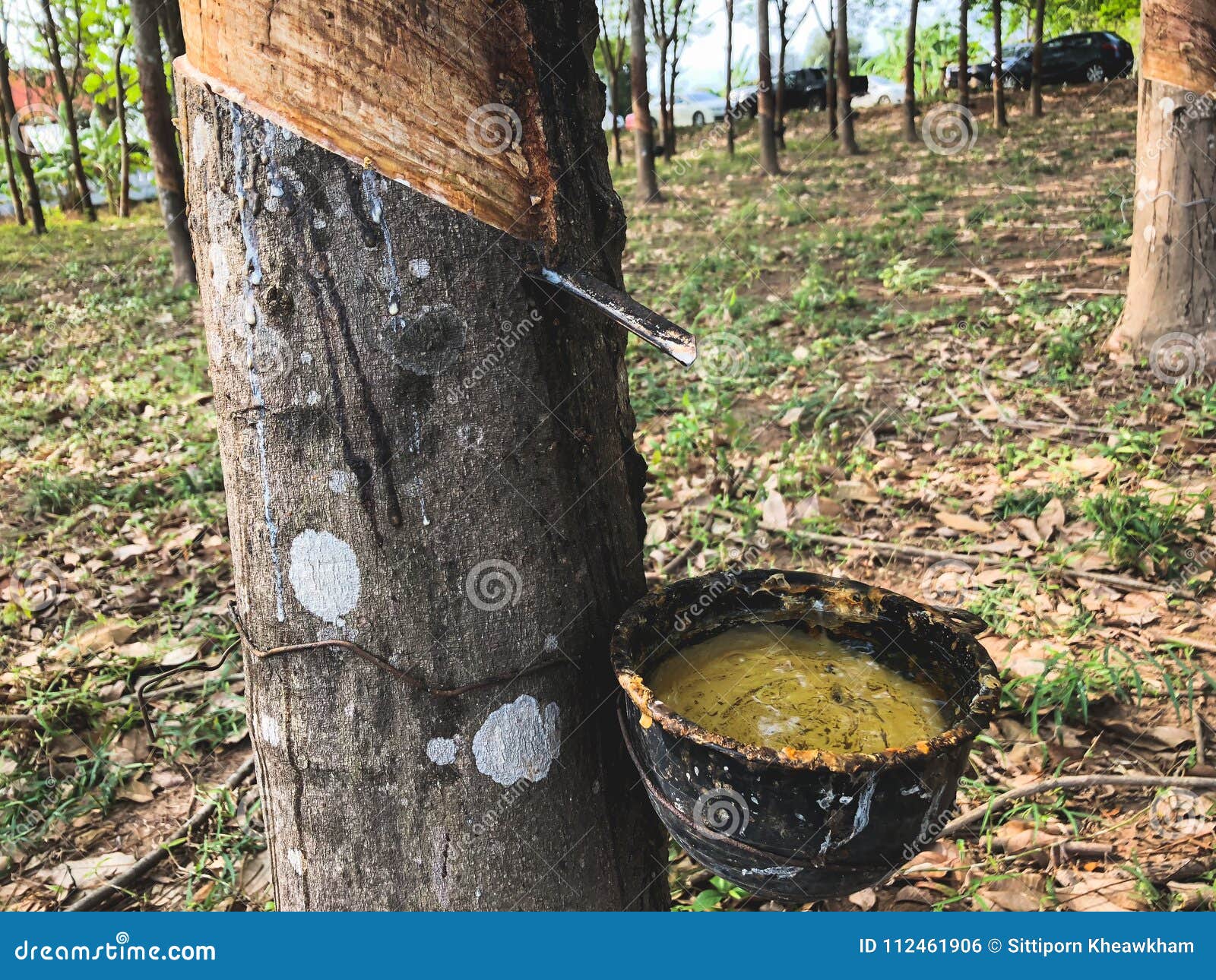 Latex from a rubber tree stock photo. Image of green - 112461906