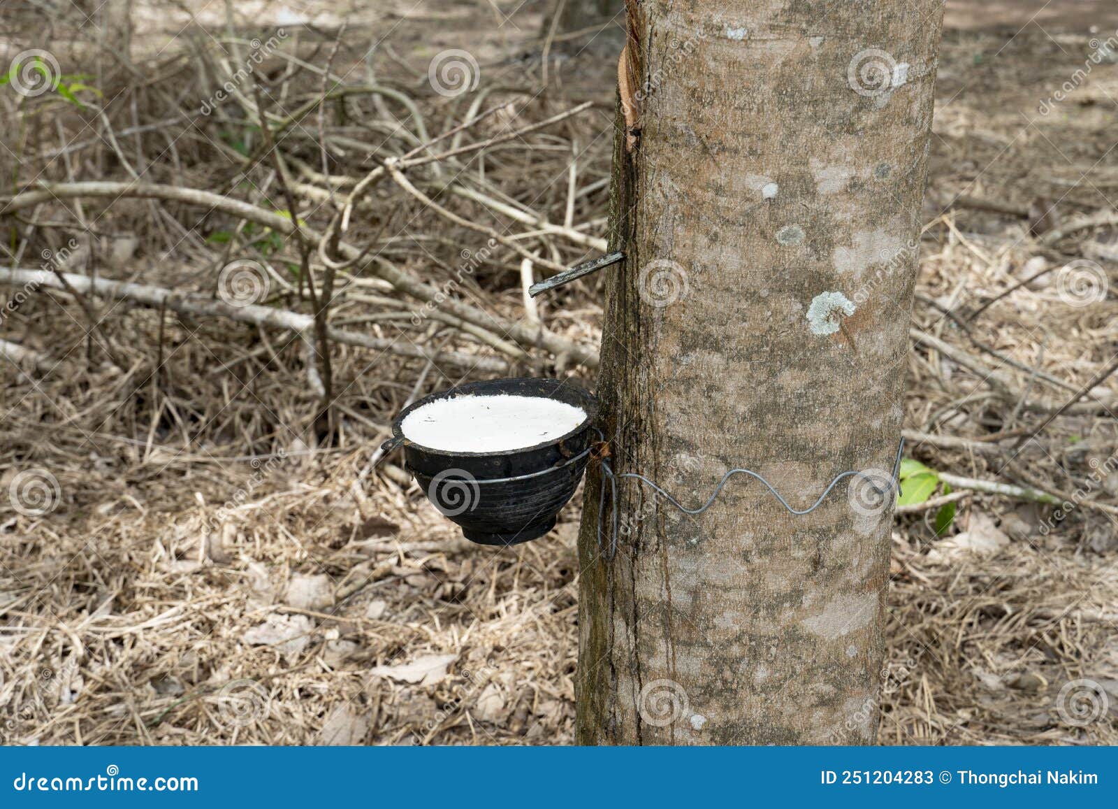 Latex of Rubber Tree in the Pot Flowing Down Along the Drill Line ...