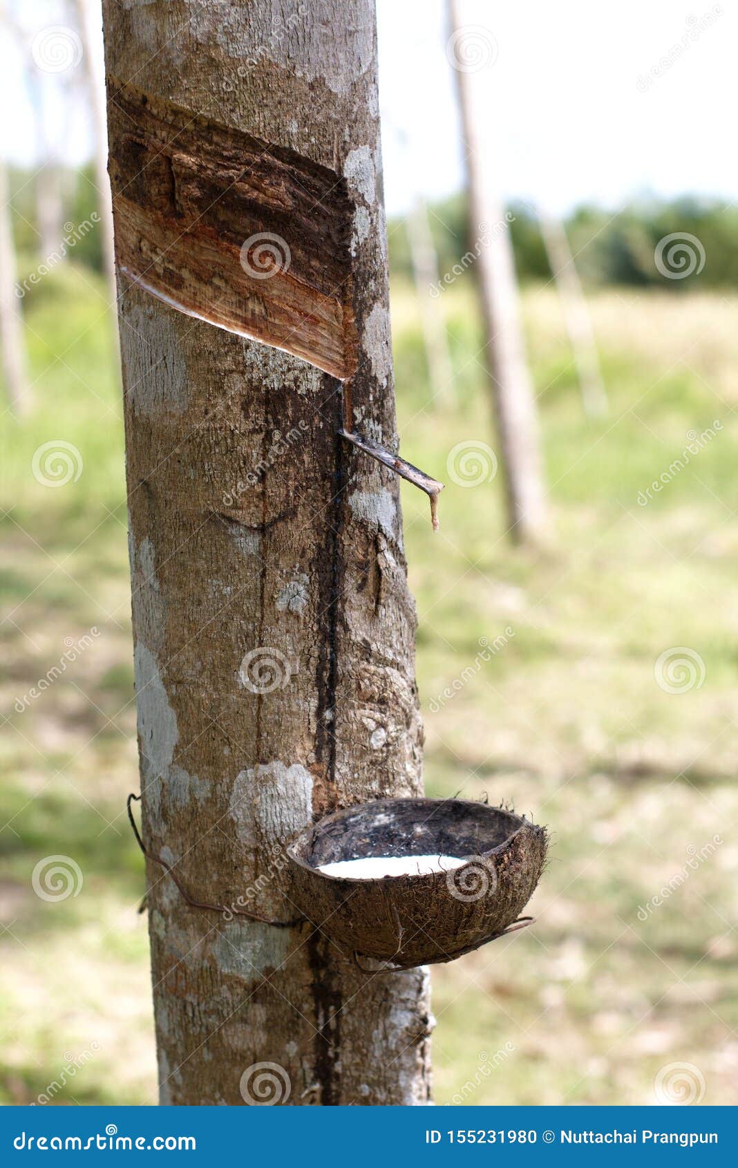 Latex in the Shell Flowing from the Rubber Tree in the Morning Stock ...