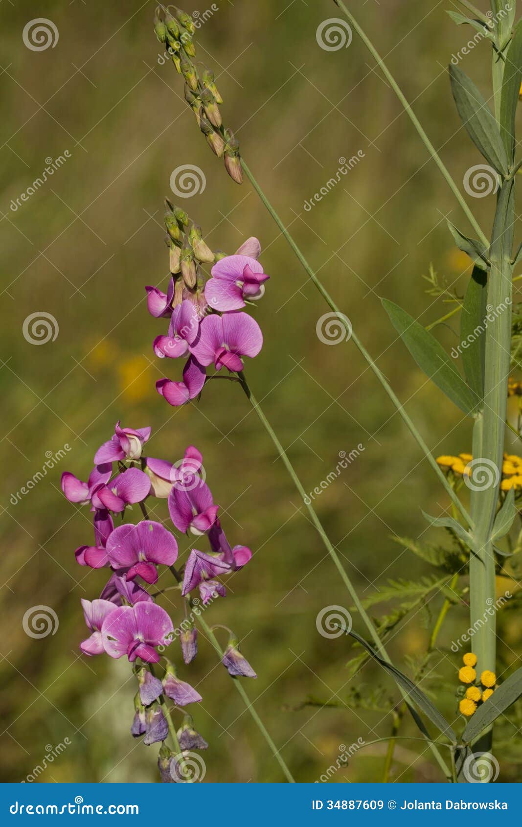 Lathyrus Hirsutus Stock Photos - Free & Royalty-Free Stock Photos from ...