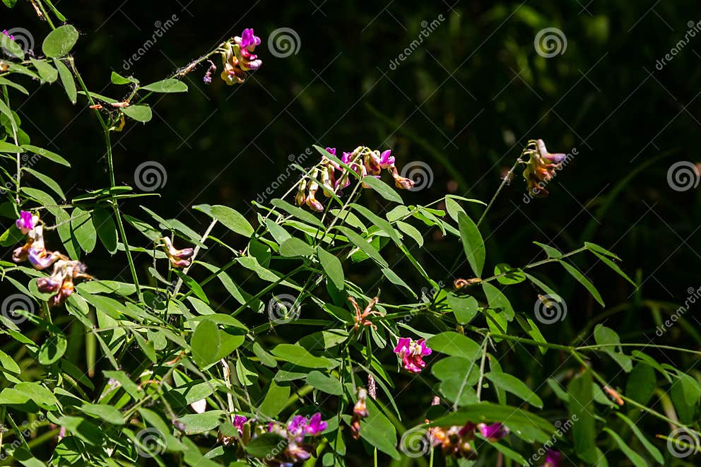 Lathyrus Niger Grows in the Wild Nature of the Forest in Spring Stock ...