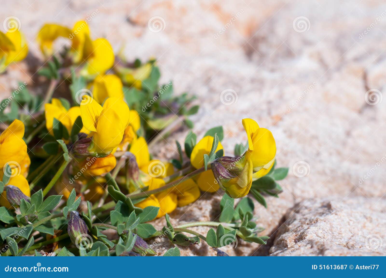 Lathyrus Pratensis or Meadow on Stone... Stock Image - Image of ...
