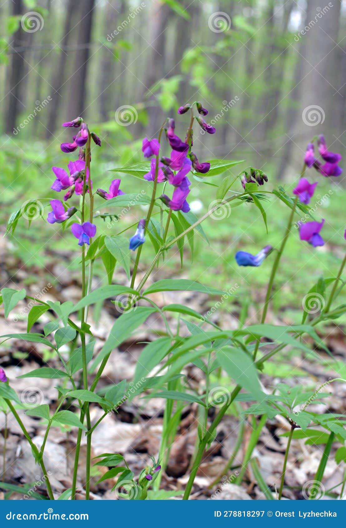 Lathyrus Vernus Blooms in Spring in the Forest Stock Image - Image of ...