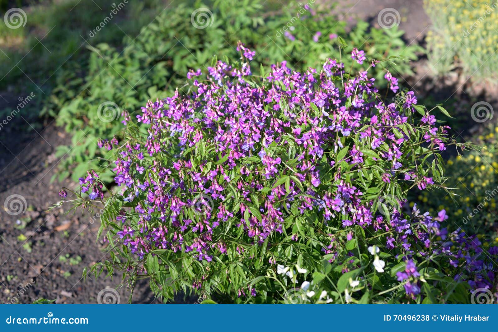 Lathyrus Vernus (spring Vetchling or Spring Pea) Stock Photo - Image of ...