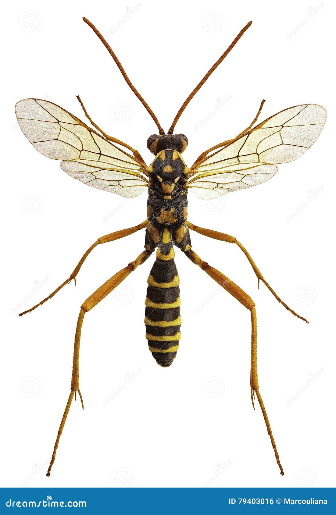 Latibulus Argiolus, a Parasitoid Ichneumonid Wasp Stock Photo - Image ...