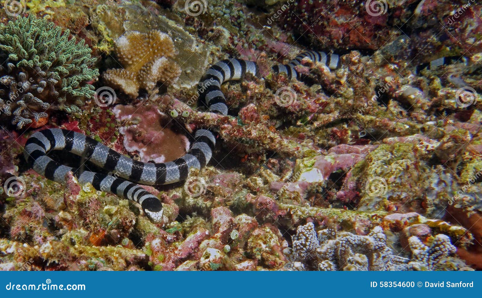 Laticaudata Di Laticauda O Blackbanded SeaKrait Fotografia Stock ...