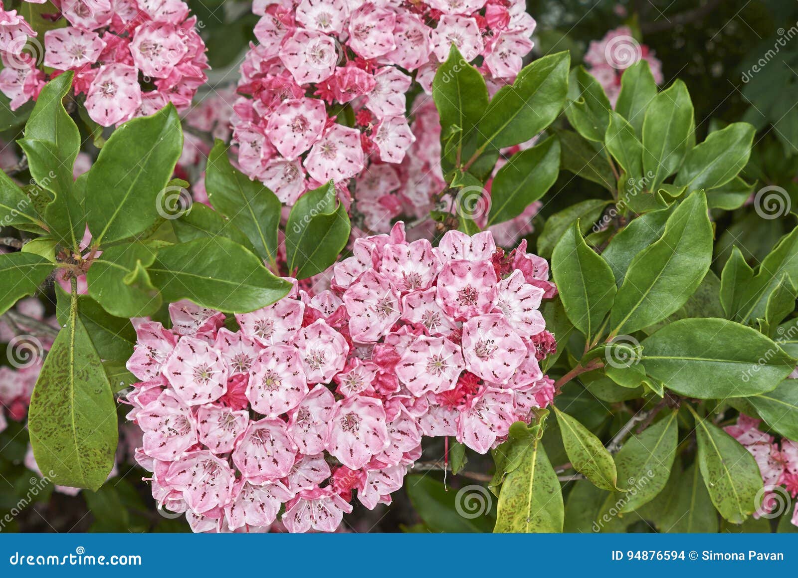 Latifolia del Kalmia foto de archivo. Imagen de verde - 94876594