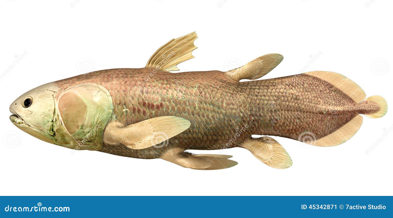 Latimeria Chalumnae (Quastenflosser) Stock Abbildung - Illustration von ...