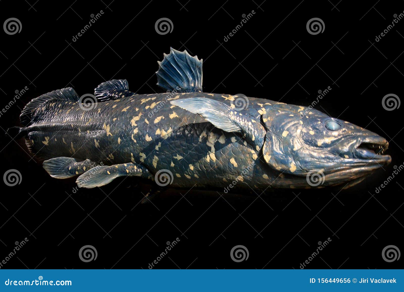 Coelacanth Skeleton