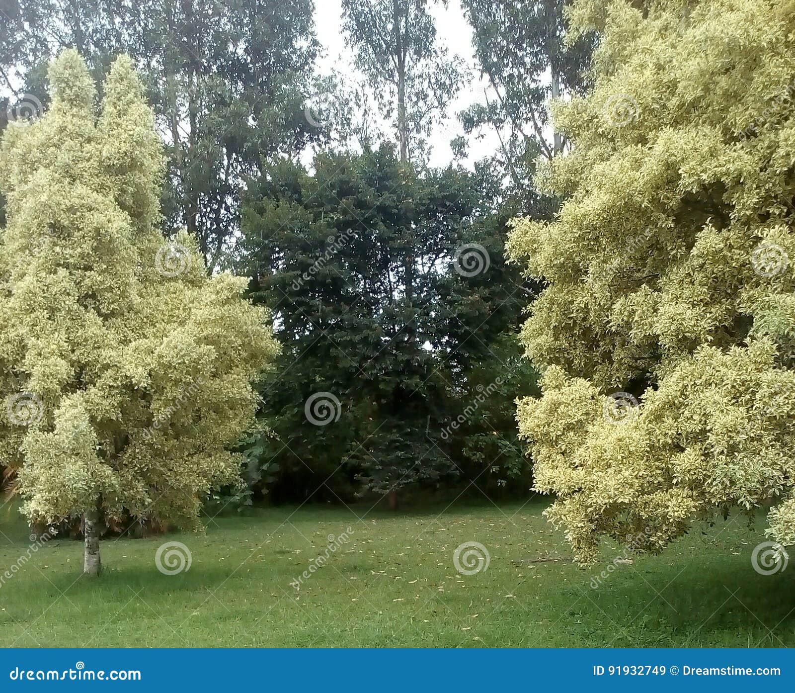 Latin forest stock image. Image of forest, latin, flowers - 91932749