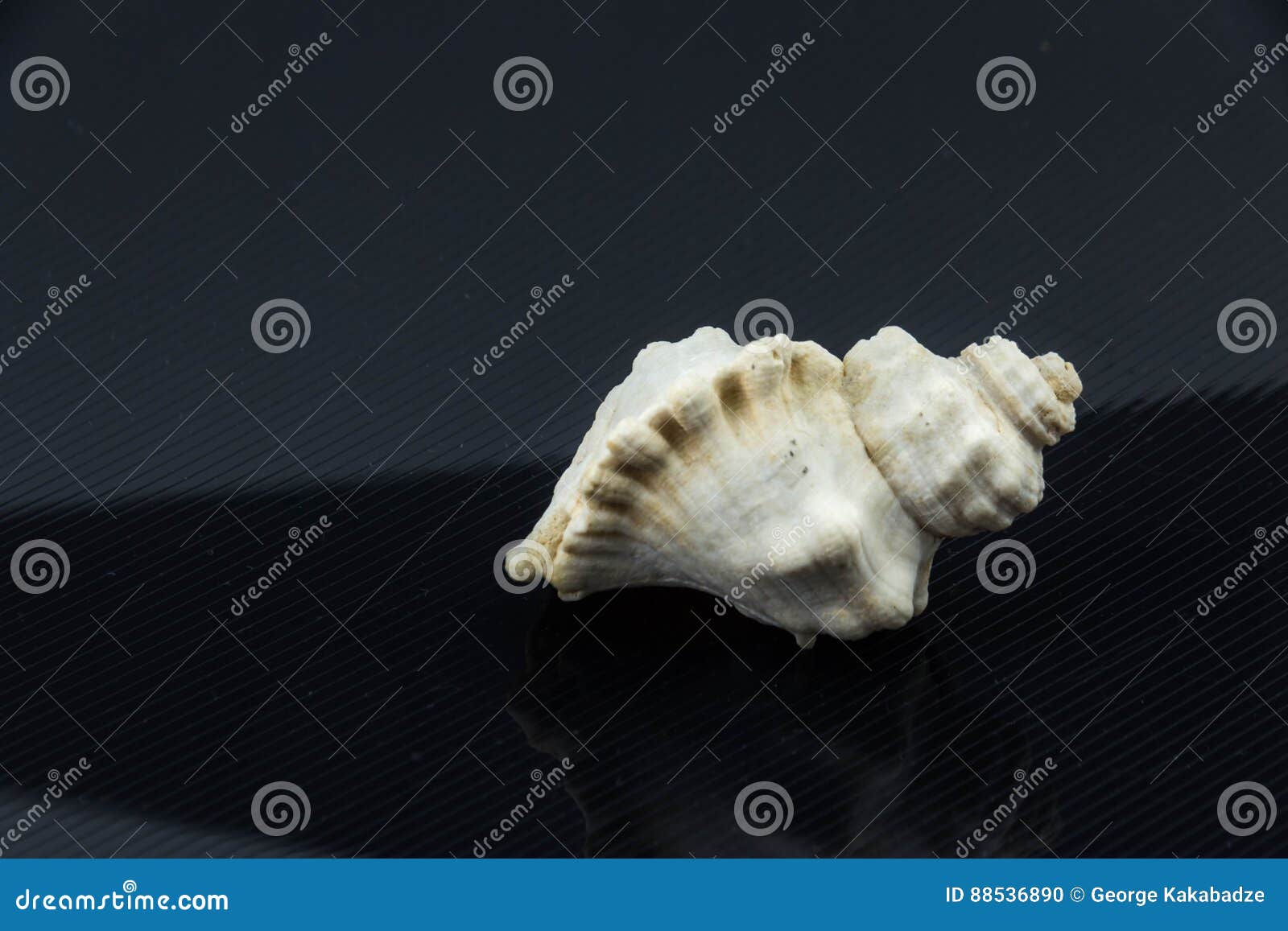 Latirus Polygonus on Black Background Stock Photo - Image of black ...