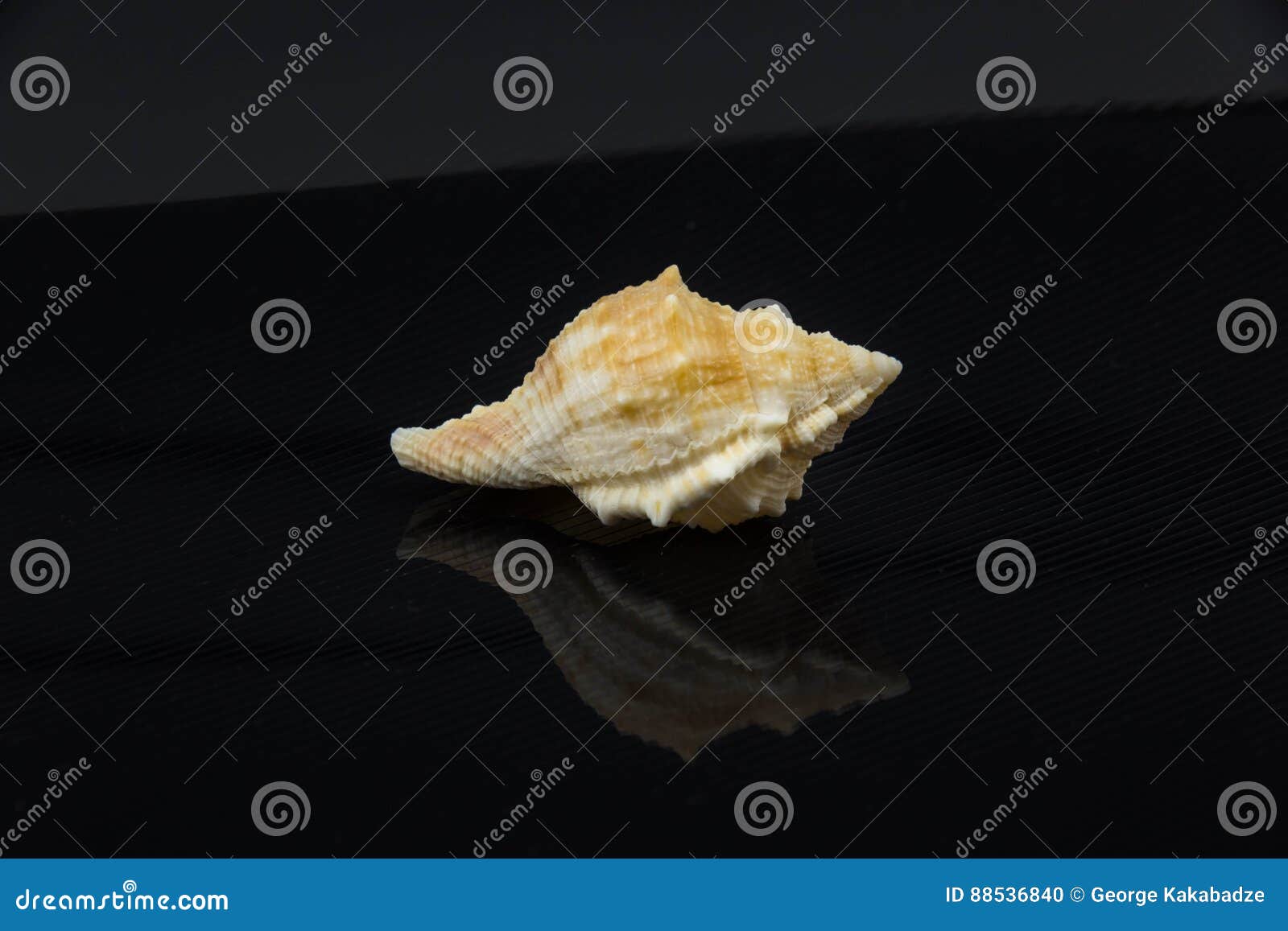 Latirus Polygonus on Black Background Stock Photo - Image of abstract ...