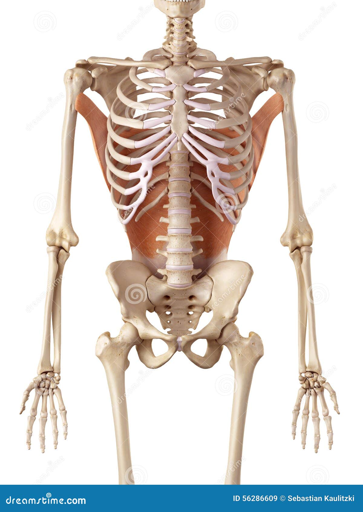 The latissimus dorsi stock illustration. Illustration of skeleton ...