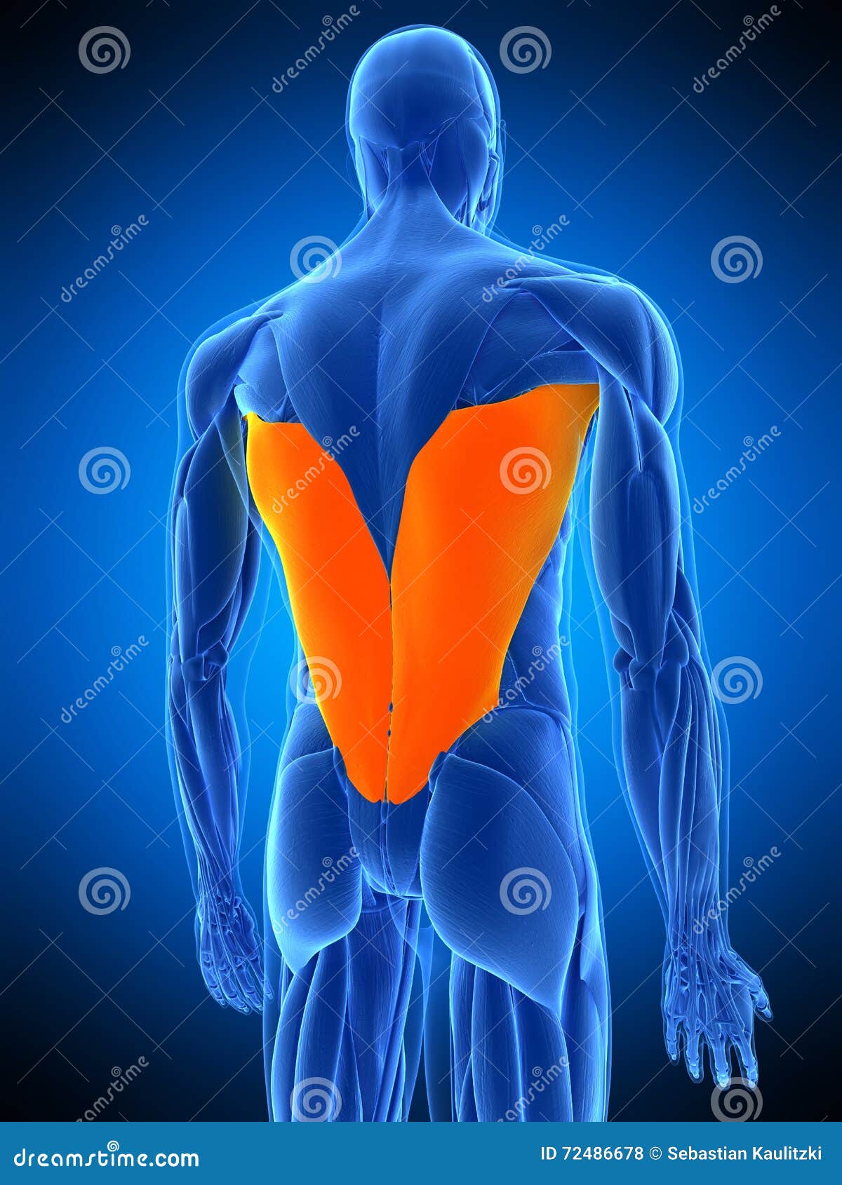 3D Illustration Of Latissimus Dorsi Part Of Muscle Anatomy. Royalty ...