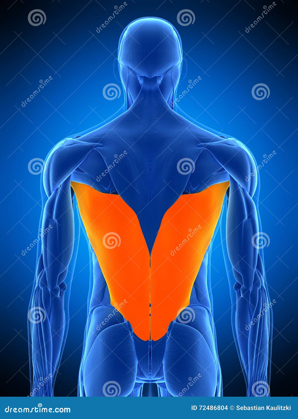 The latissimus dorsi stock illustration. Illustration of upper - 72486804