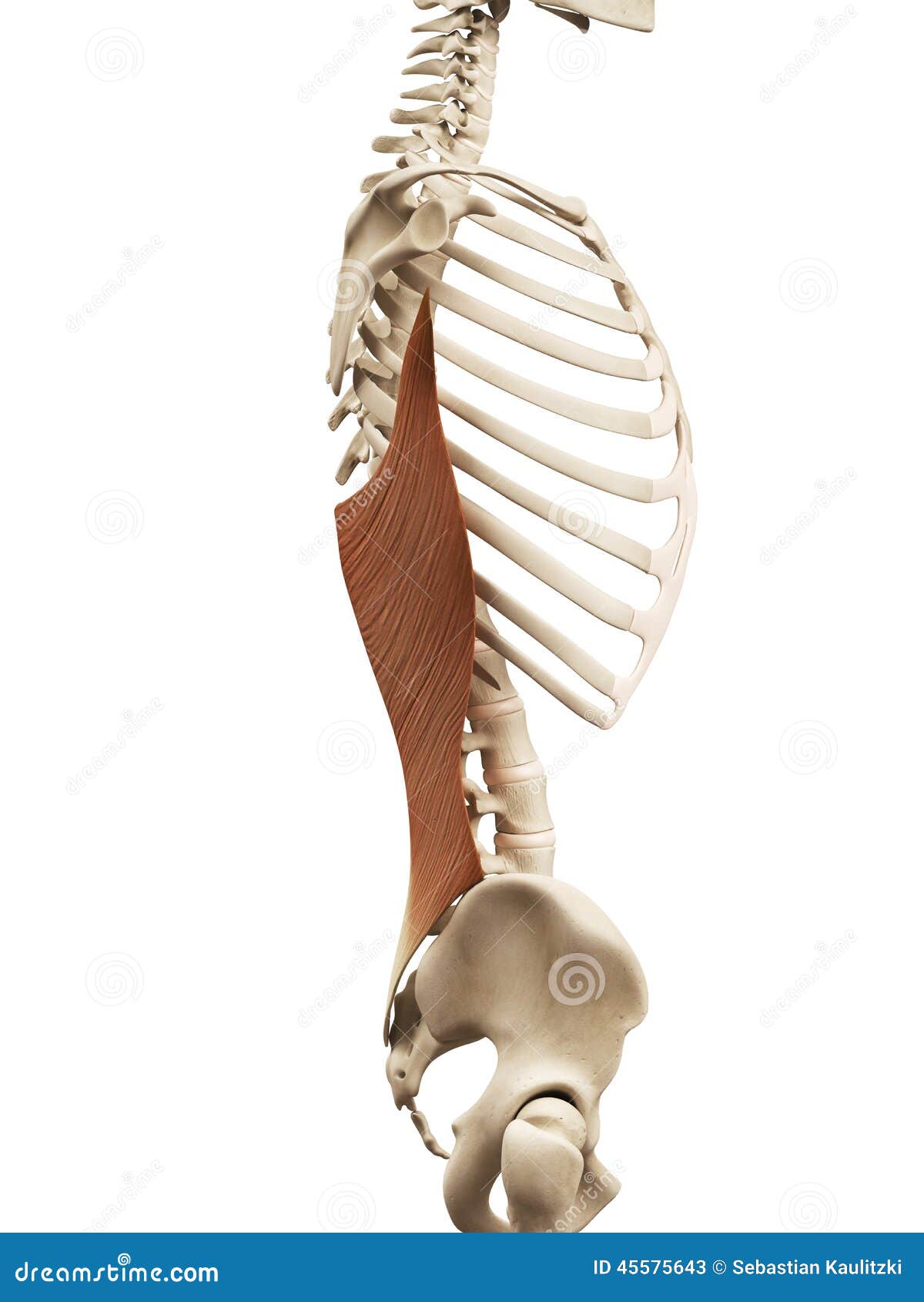 The latissimus dorsi stock illustration. Illustration of physiology ...