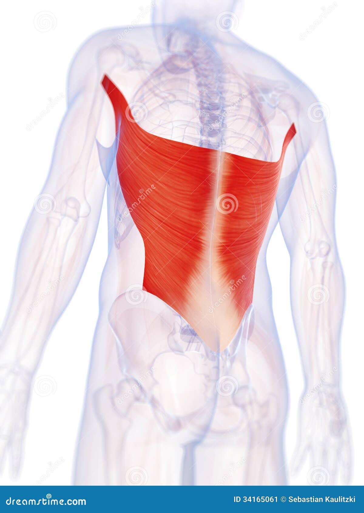 The Latissimus Dorsi Muscle Stock Image - Image: 34165061