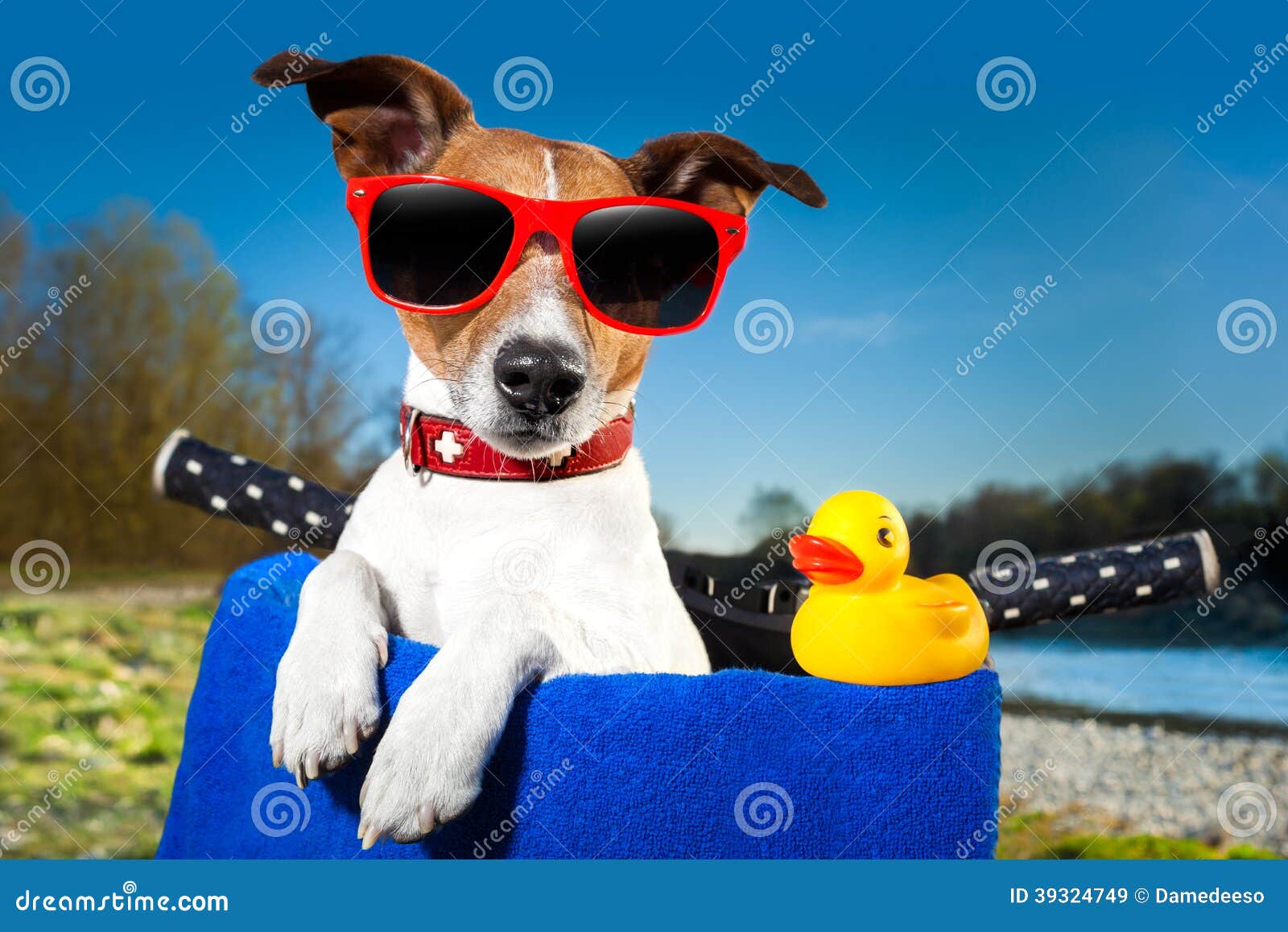 Lato Pies Na Rowerze Stock Images - Download 66 Photos