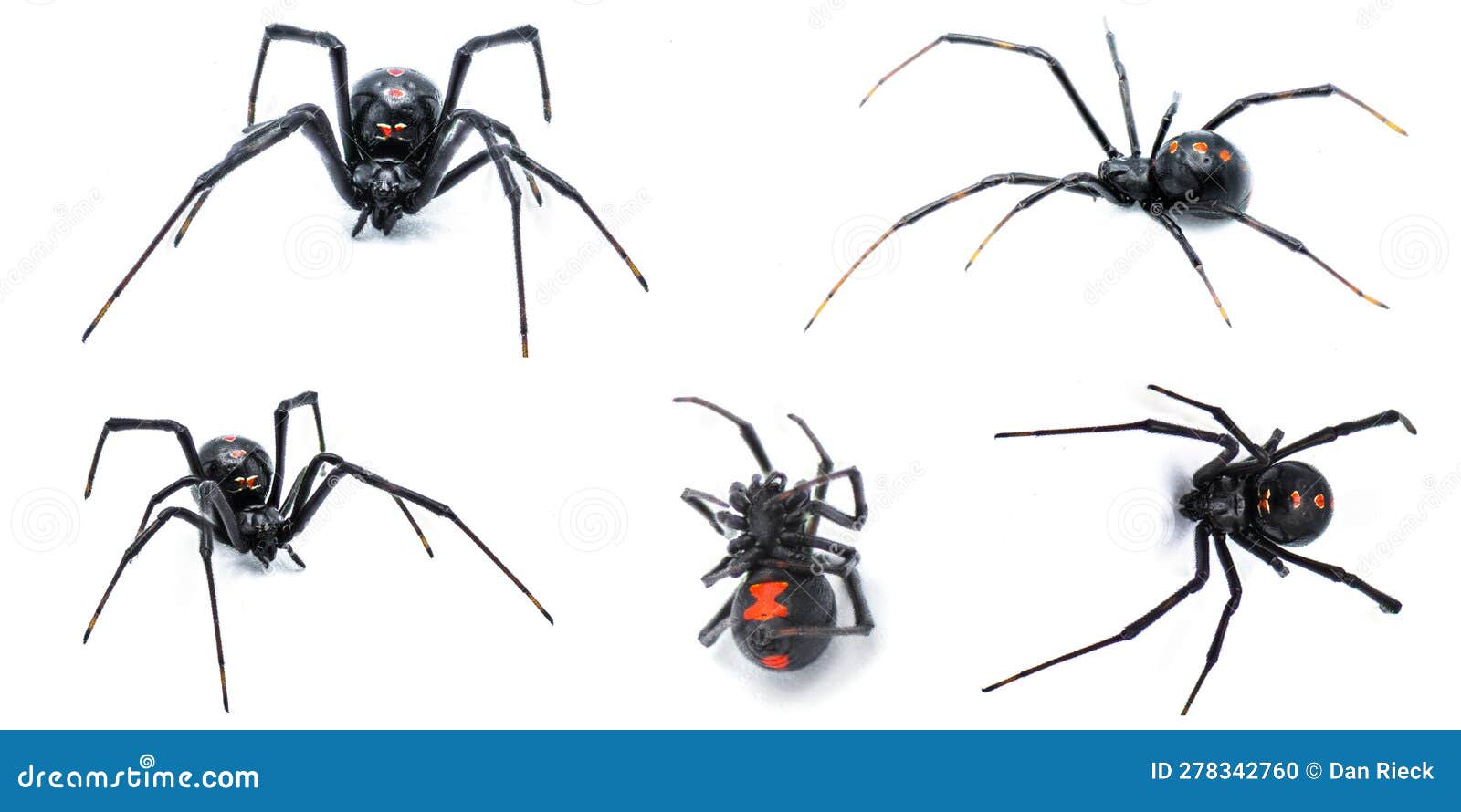 Latrodectus Mactans - Southern Black Widow Or The Shoe Button Spider ... Latrodectus Mactans - Southern Black Widow Or The Shoe Button Spider ...