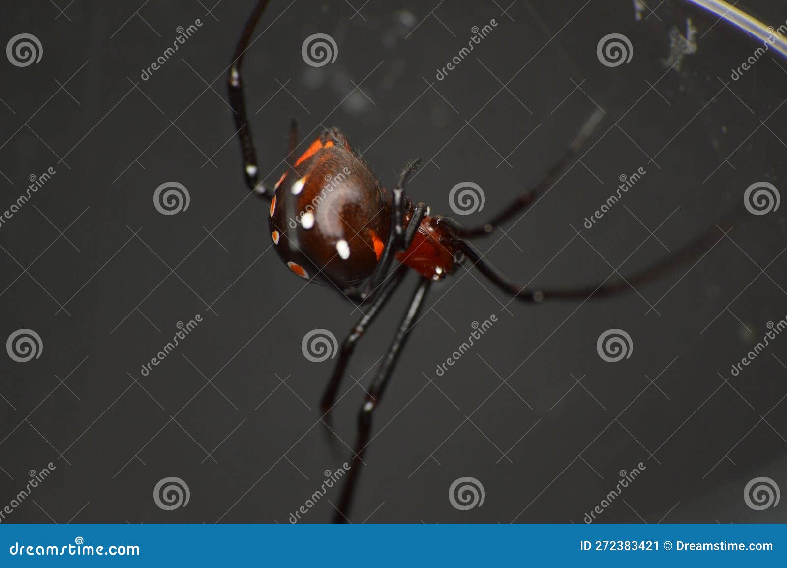 Latrodectus Menavodi Spider Stock Image - Image of latrodectus, beetle ...
