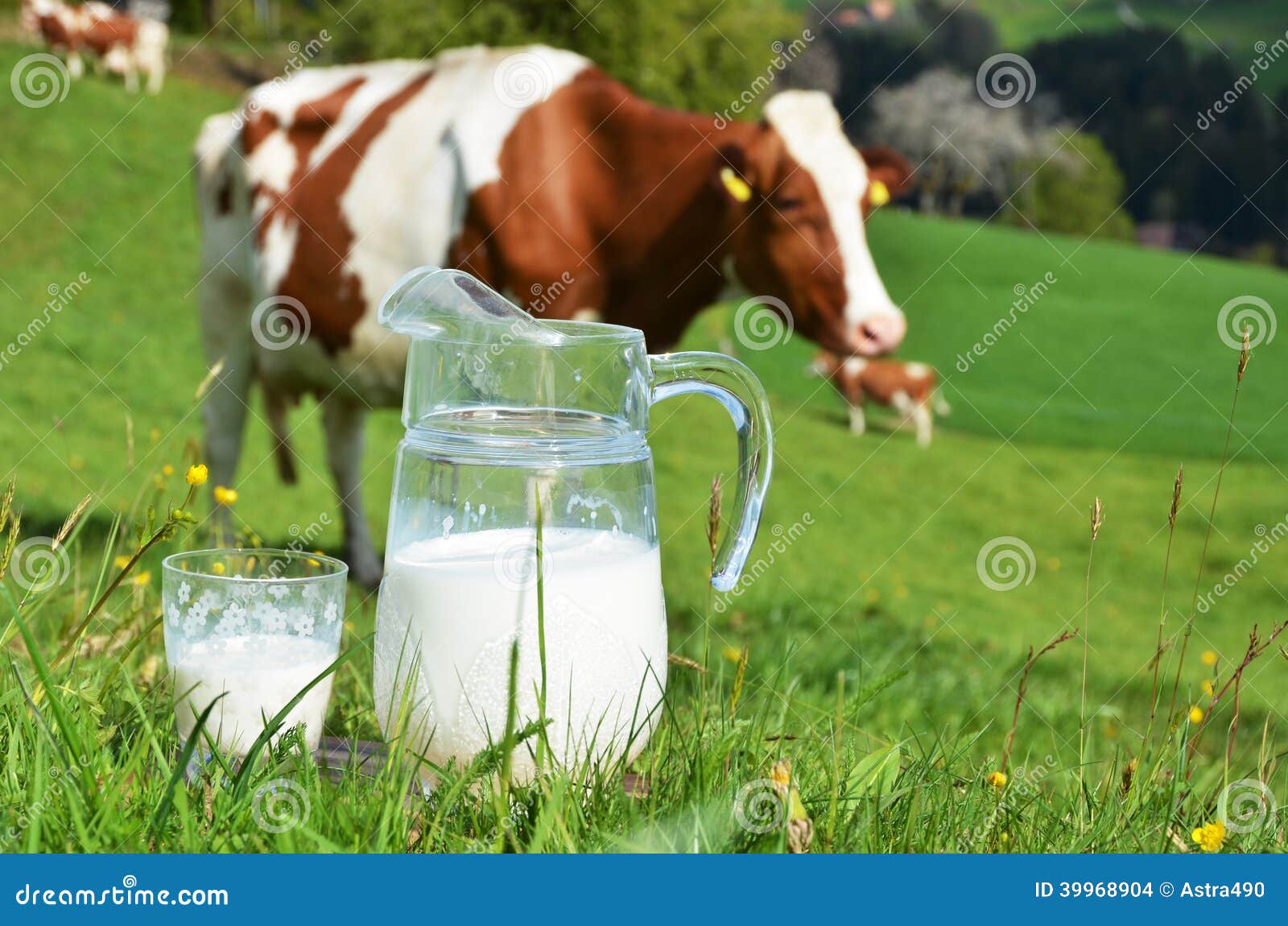 Latte e mucca fotografia stock. Immagine di campagna - 39968904